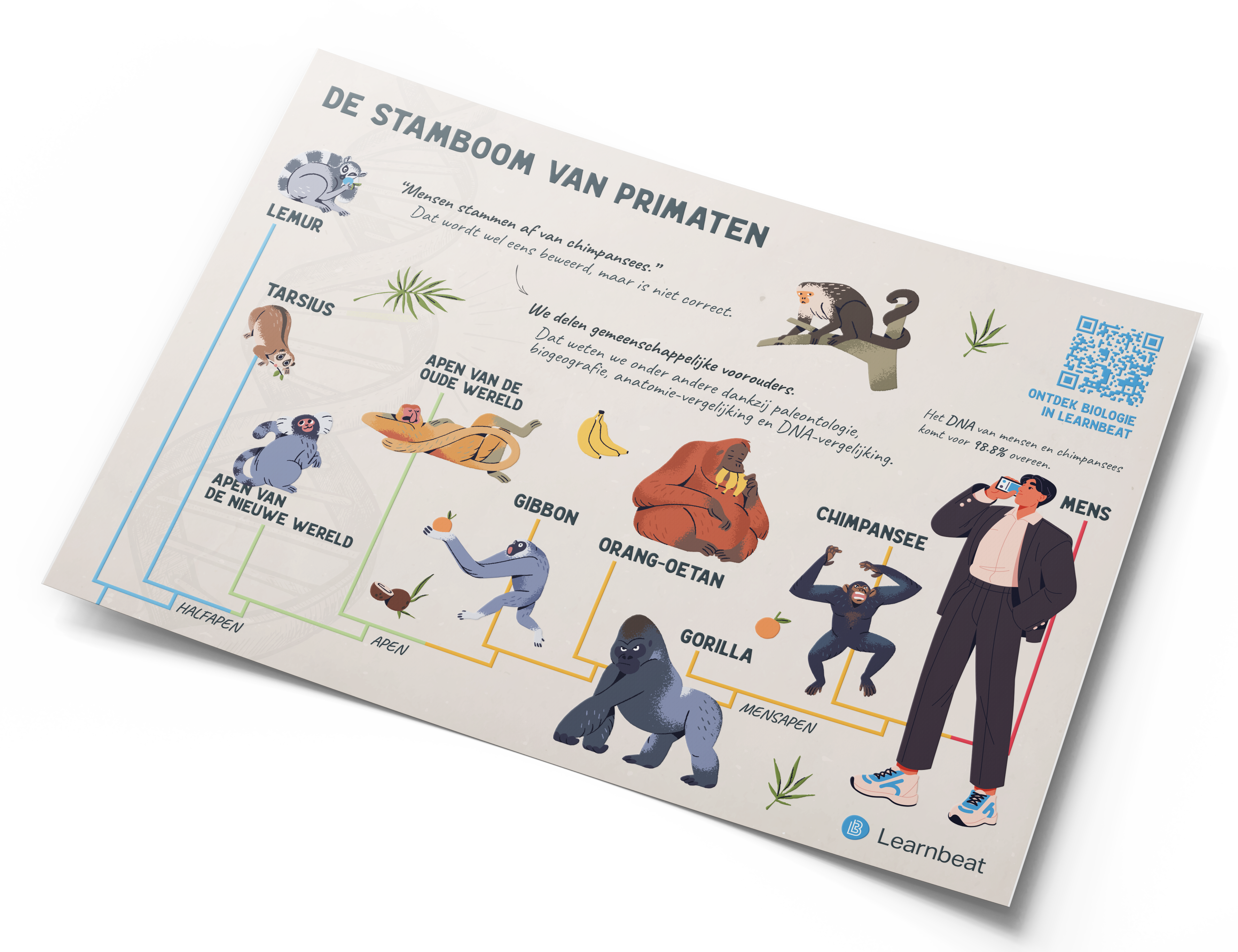 Educatieve poster over de stamboom van primaten voor het vak biologie